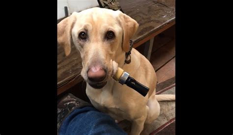 Image result for Dog Using Duck Call