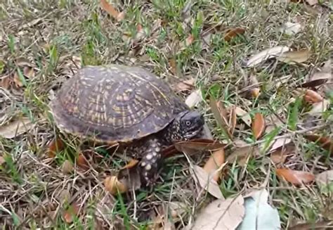 Image result for Turtles Making Sounds