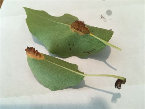 Image result for Pear Tree Trellis Rust