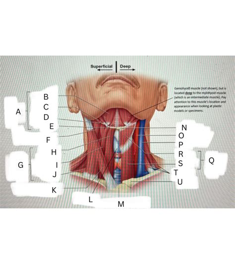 Image result for How to Build Neck Muscles Chart