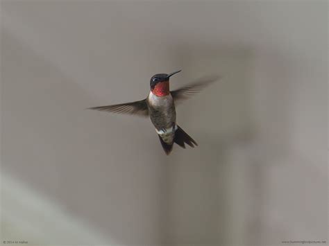 Ruby-throated Hummingbird