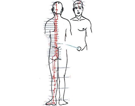 Image result for Bladder Channel TCM