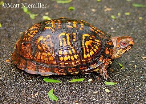 Image result for Orange Box Turtle