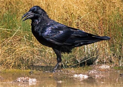 Image result for Ravens Behavior