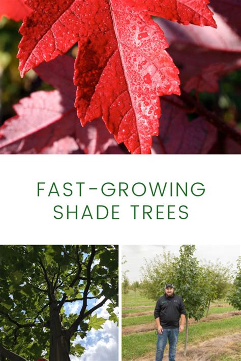 Image result for Fast Growing Shade Trees
