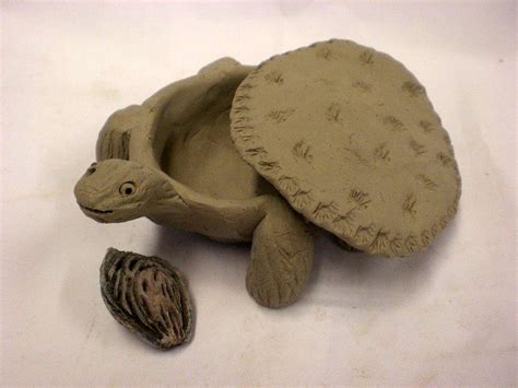 Image result for Box Finding Turtle