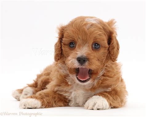 Image result for Red and White Cavapoo