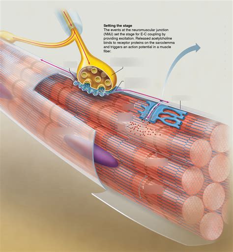 Image result for Excitation Coupling Contraction-Relaxation