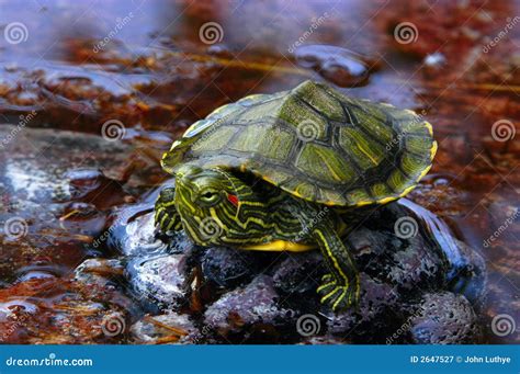 Image result for Red Eared Slider Turtle