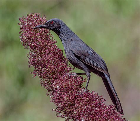 Image result for Blue Mockingjay