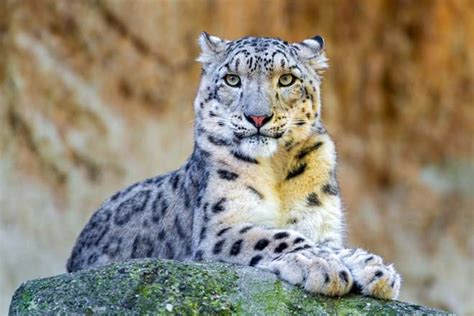 Image result for Snow Leopard versus Leopard