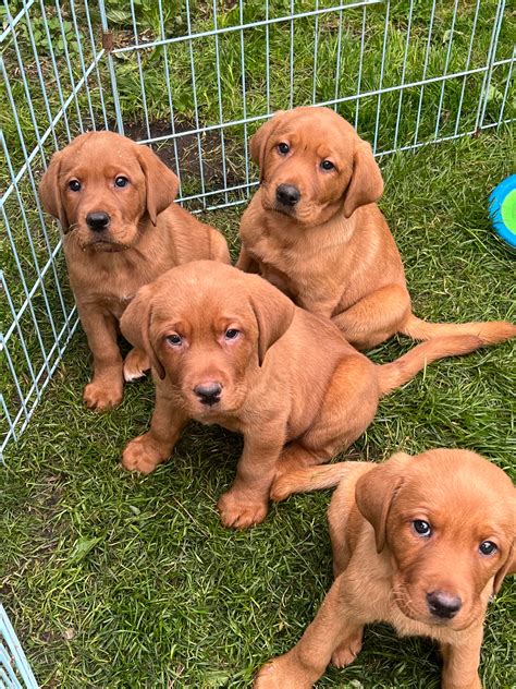 Image result for Fox Red Lab Pups