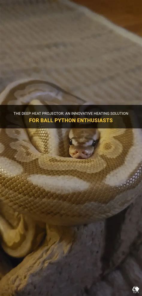 Image result for Ball Python Heat Vision