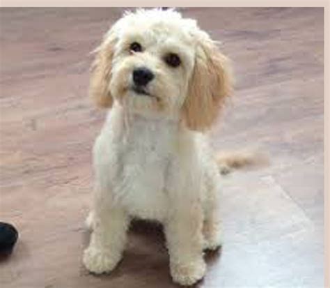 Image result for Cavapoo Haircuts