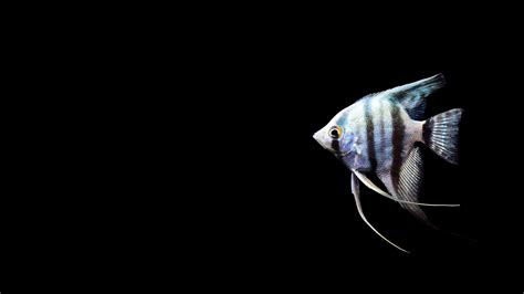 Image result for Angels Plus Angelfish