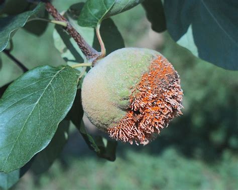 Image result for Cherry Tree Rust