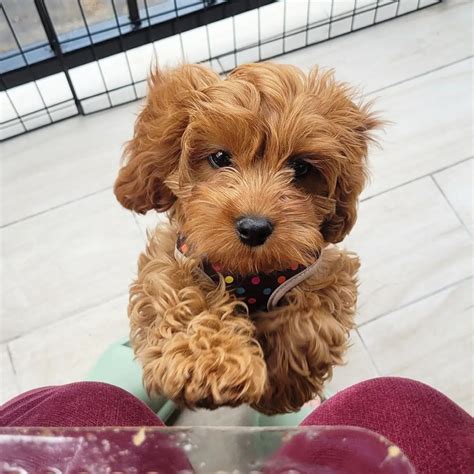 Image result for Cavapoo Grooming