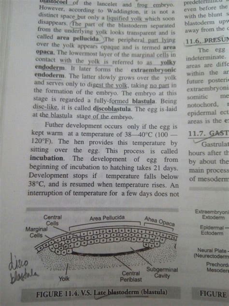 Image result for Blastula Development