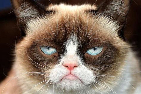 Image result for Grumpy Cat Angry