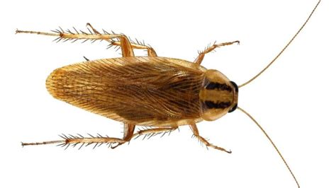 Image result for German Cockroach