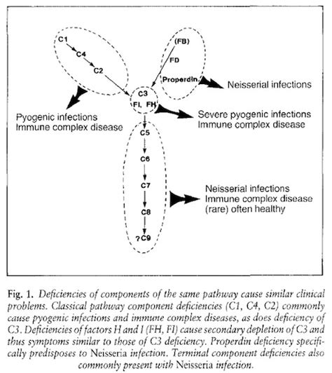 Image result for C8 Complement Deficiency