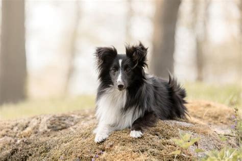 Image result for Sheltie Spring Pictures