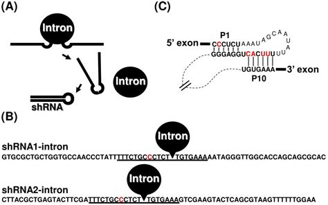 Image result for Intron