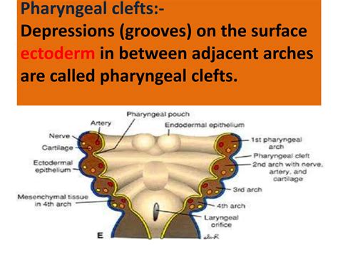 Image result for 4 Week Embryo