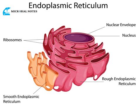 Image result for Endoplasmic Reticulum Function