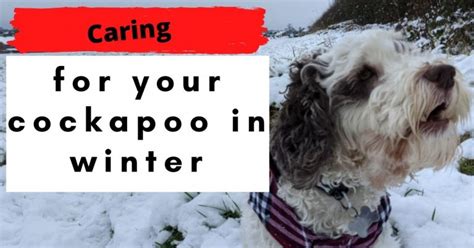 Image result for Cockapoo Caring