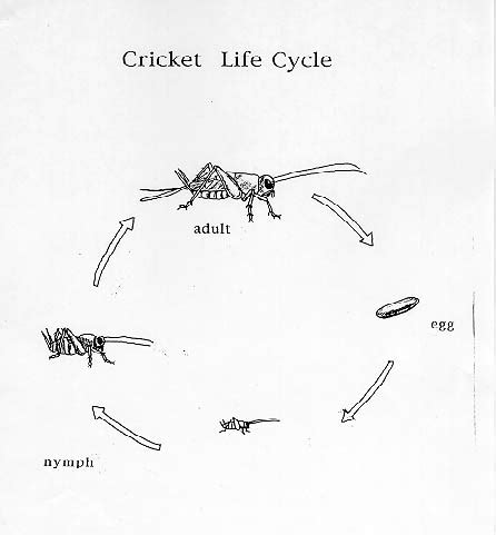 Image result for Cricket Insect Life Cycle