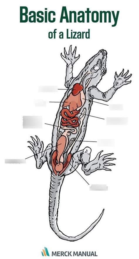 Lizard anatomy Diagram | Quizlet