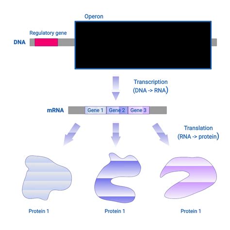 Image result for Operon On DNA