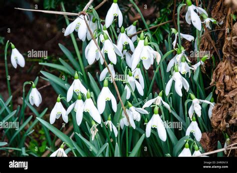 Image result for Snowdrop Early Spring Flowers