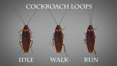 Image result for Butterfly Loop Game