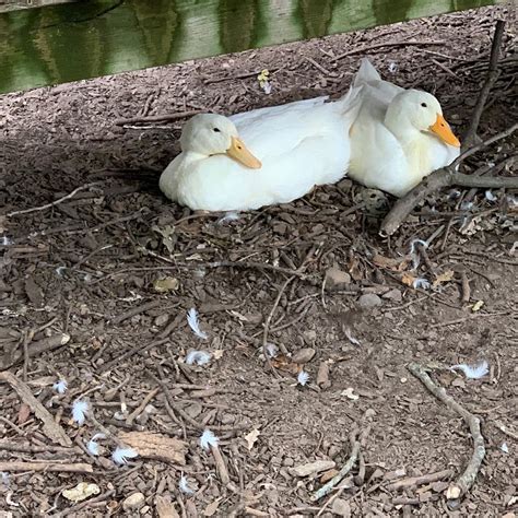 Image result for Pineland Golf Course