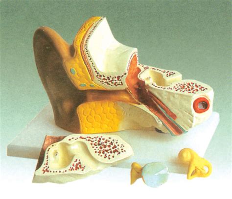 Image result for Ear Dissection