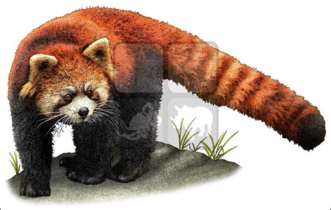 Image result for Red Panda Drawing