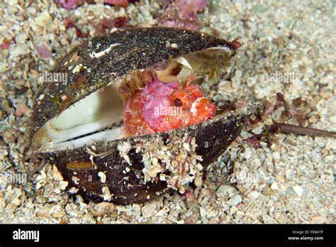 Image result for Venomous Sea Shell