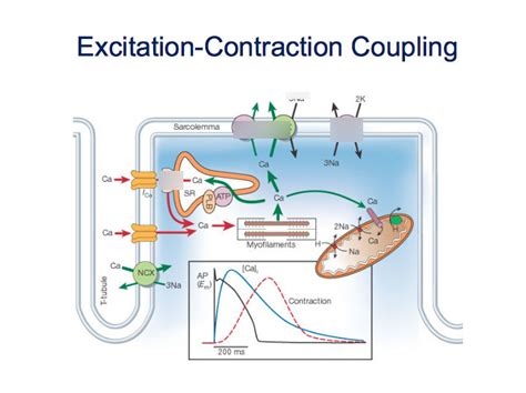 Image result for Excitation Coupling Contraction-Relaxation