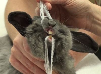 Image result for Rabbit Intubation