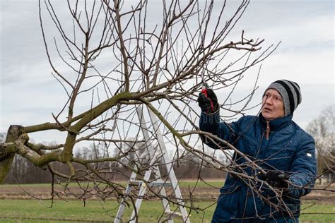 Image result for Pruning an Apple Tree in Spring