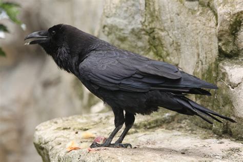 Image result for Different Crows