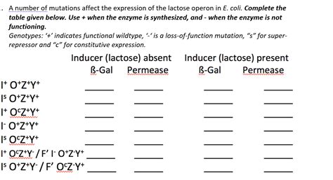 Image result for Lac Operon Mutations