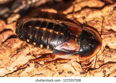 Image result for Big Cockroach