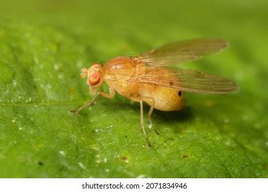 Image result for Lesser Pumpkin Fly