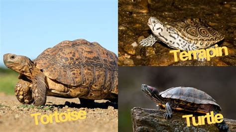 Image result for Turtle Tortoise