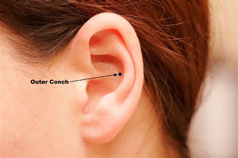 Conch Piercing: From History To Healing Jewelry Guide, 43% OFF