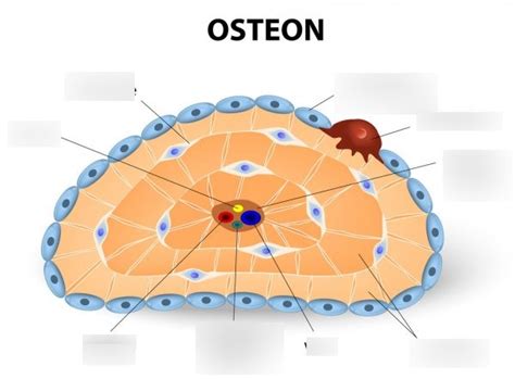 Image result for 2 Types of Bone Formation