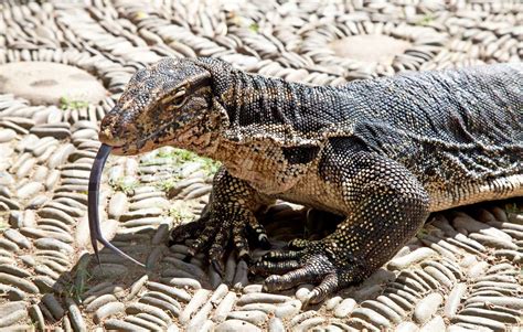 Image result for Water Monitor Lizard